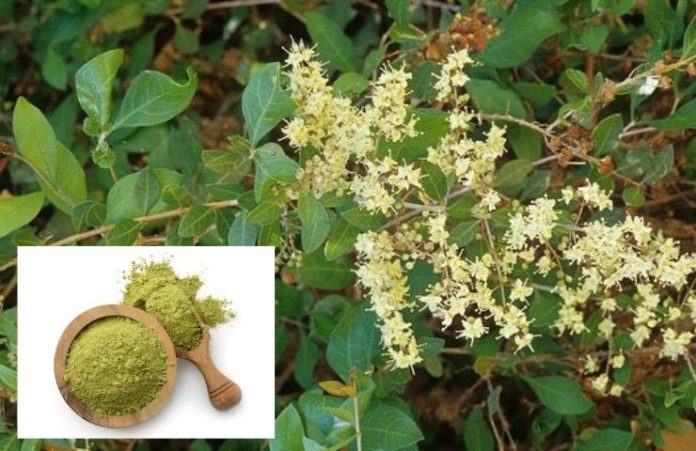 Tutto quello che devi sapere sull'hennè. Un tradizione antica quanto l ...